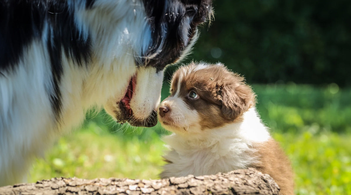 How to successfully introduce a new puppy to your dog — Wooof.co.uk