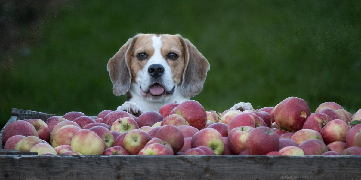 Can Dogs Eat Apples? Benefits, Risks and Tips — Wooof.co.uk