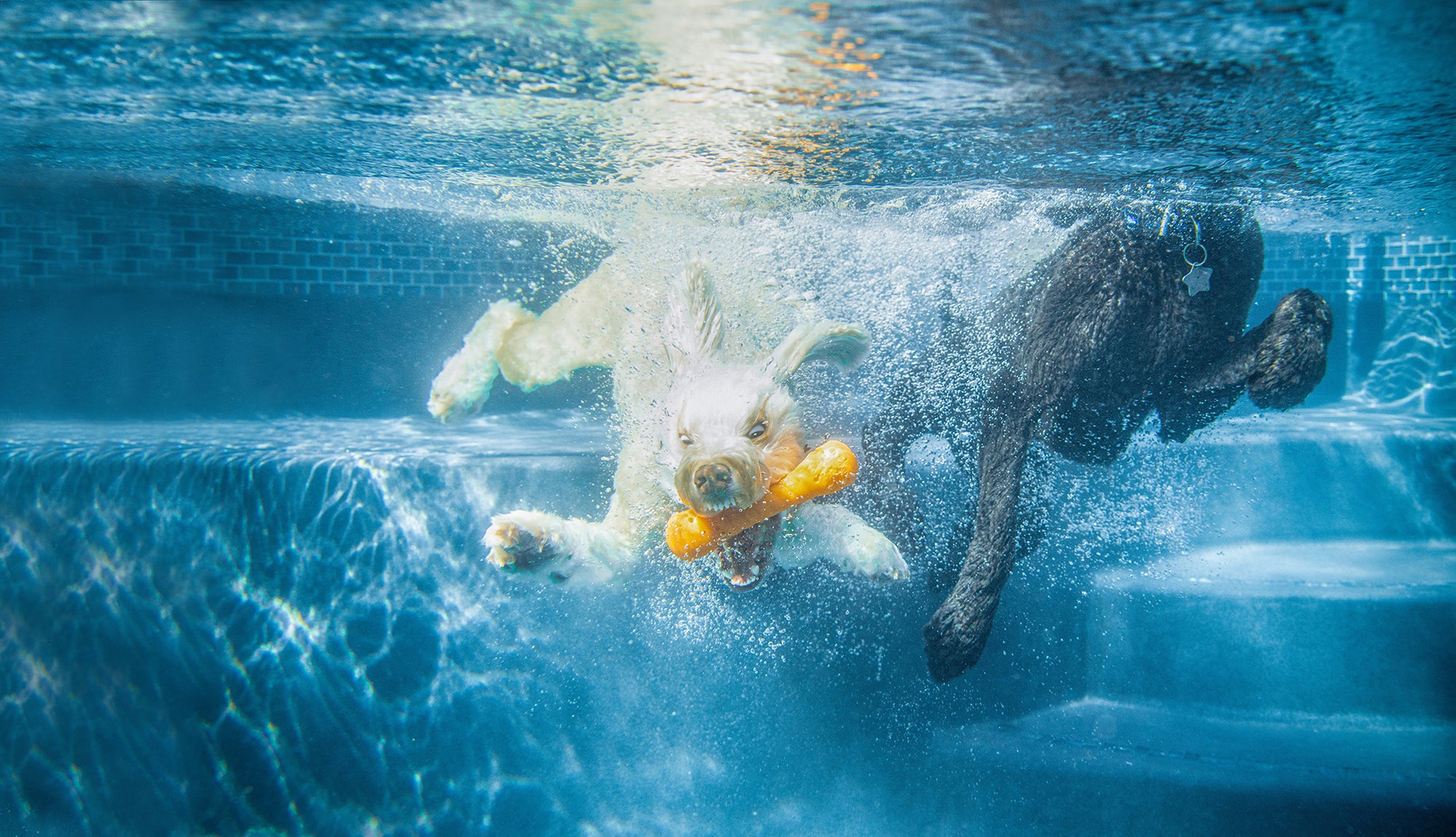 WOOOF | Shop quality dog products — Wooof.co.uk