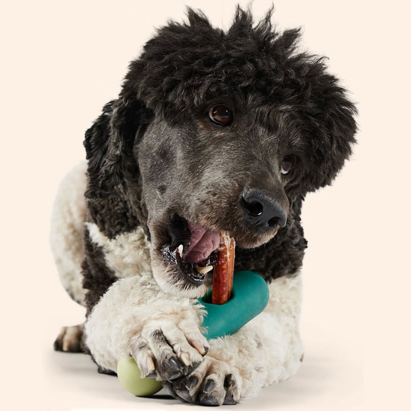 Woof BullySafe Bully Stick & Pizzle Chew Holder - For Safer Longer Play ...