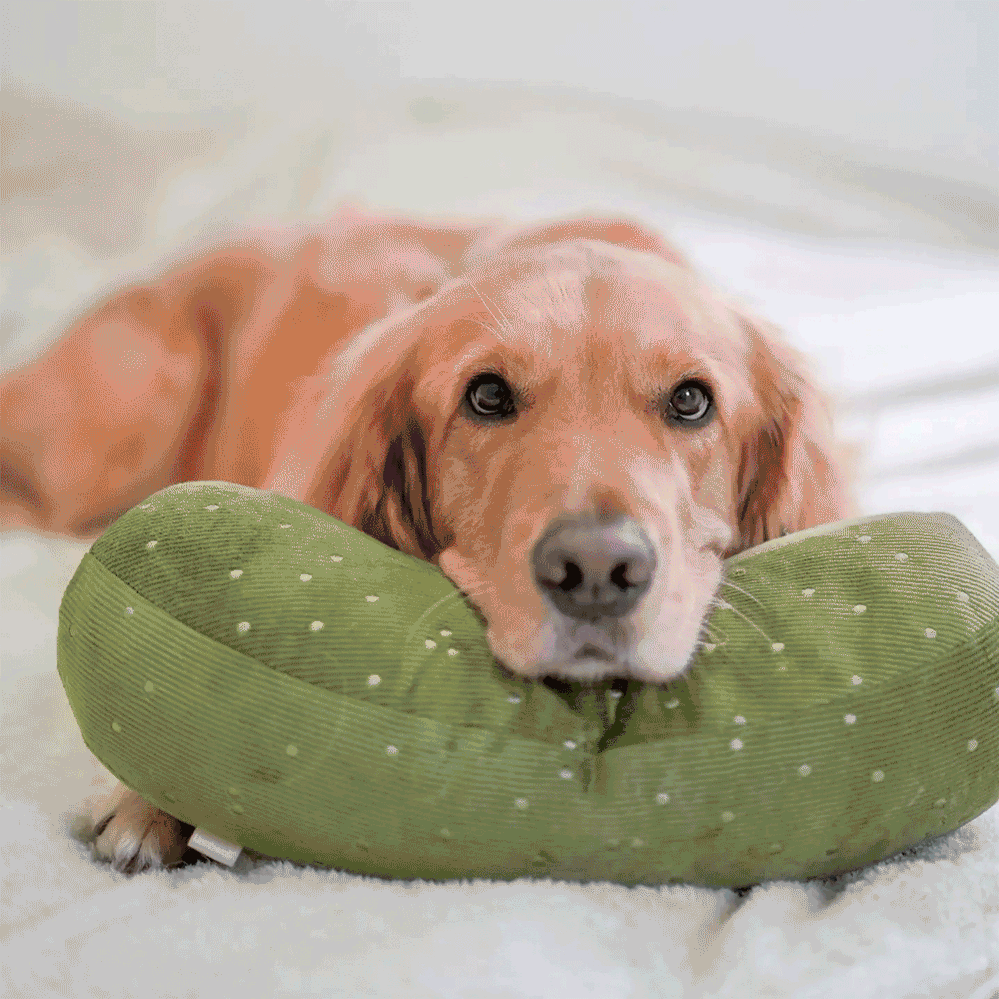 SmartyPaws Puzzler 3 in 1 Puzzle Game and Slow Feeder for Dogs ...