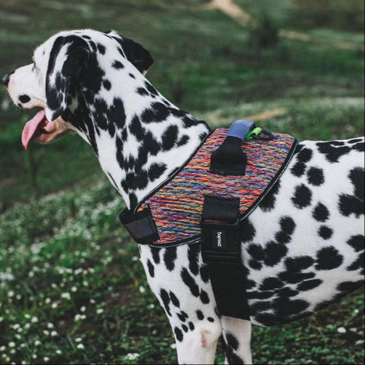 Zee.Dog Vortex FlyHarness – Lightweight, Breathable & Reflective Dog ...